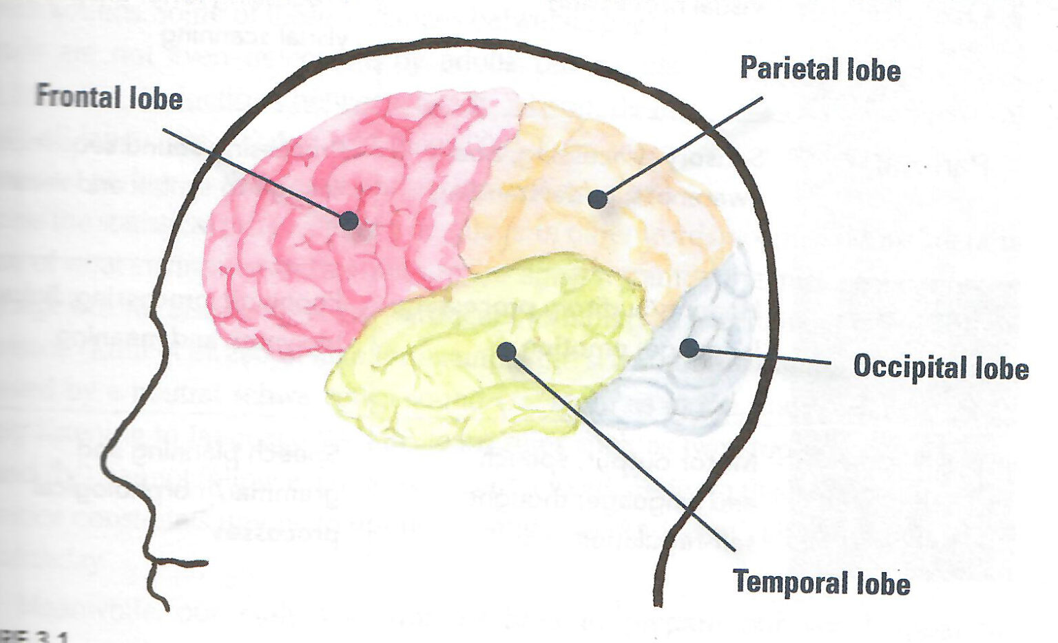 Brain Words - Richard Gentry